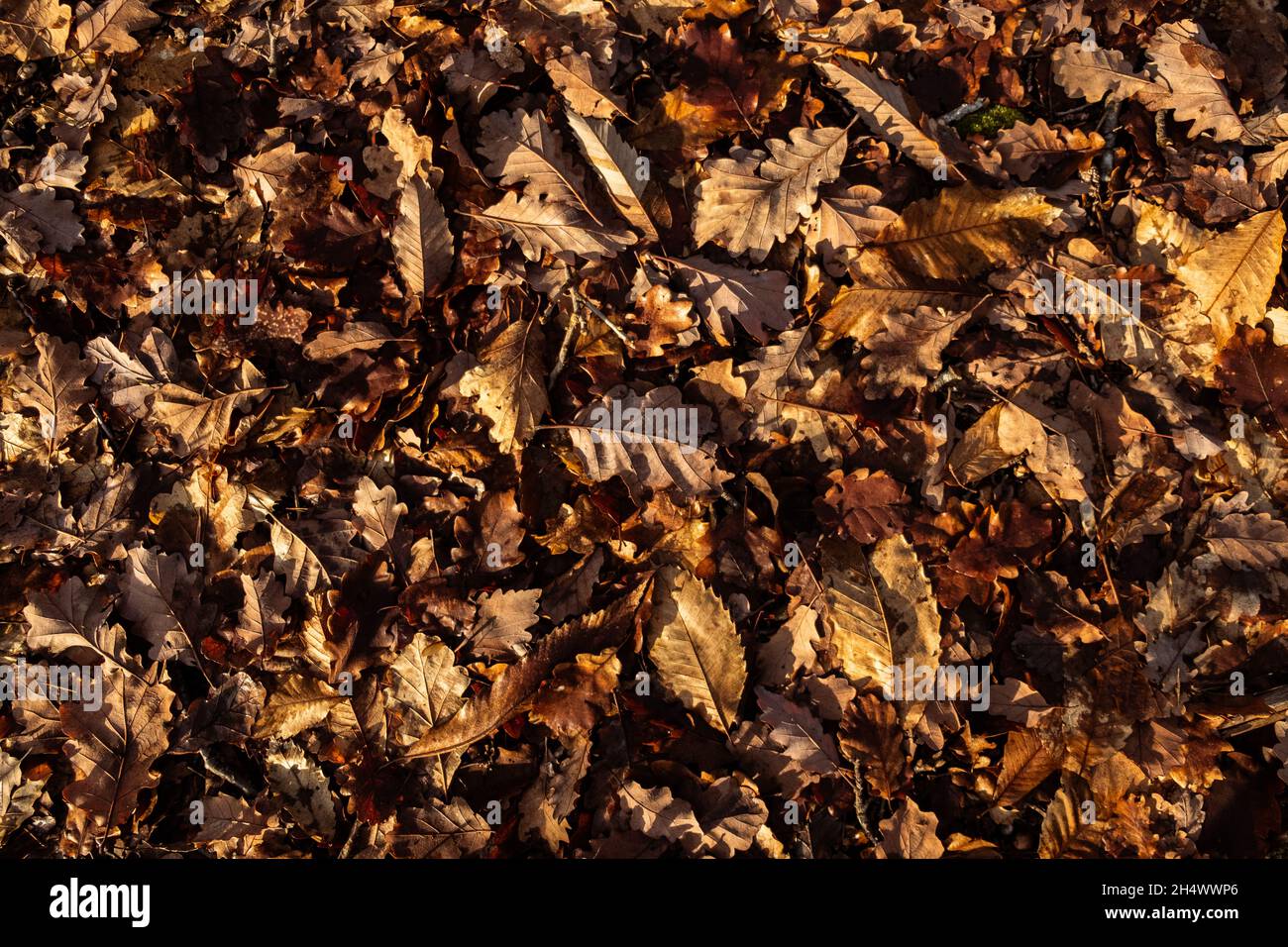 Fall dead leaves lined on forest ground Stock Photo - Alamy