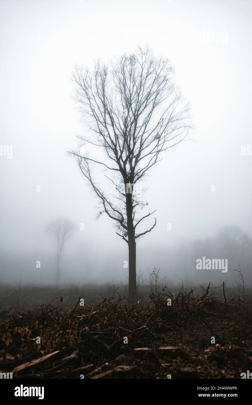 Lifeless tree hi-res stock photography and images - Alamy