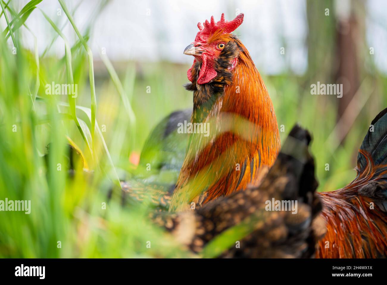Chickens, hens and chooks, grazing and eating grass, on a free range ...