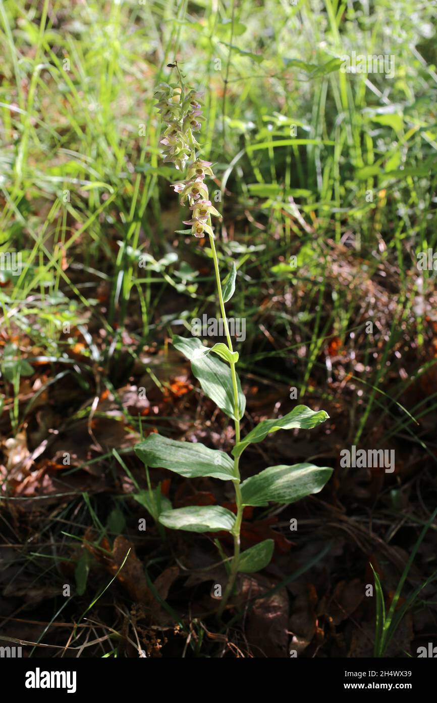 Epipactis helleborine, Broad-Leaved Helleborine, Orchidaceae. Wild ...