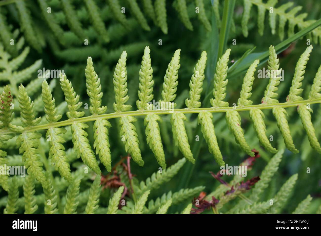 Athyrium filix-femina, Lady-fern, Athyriaceae. Wild plant shot in ...