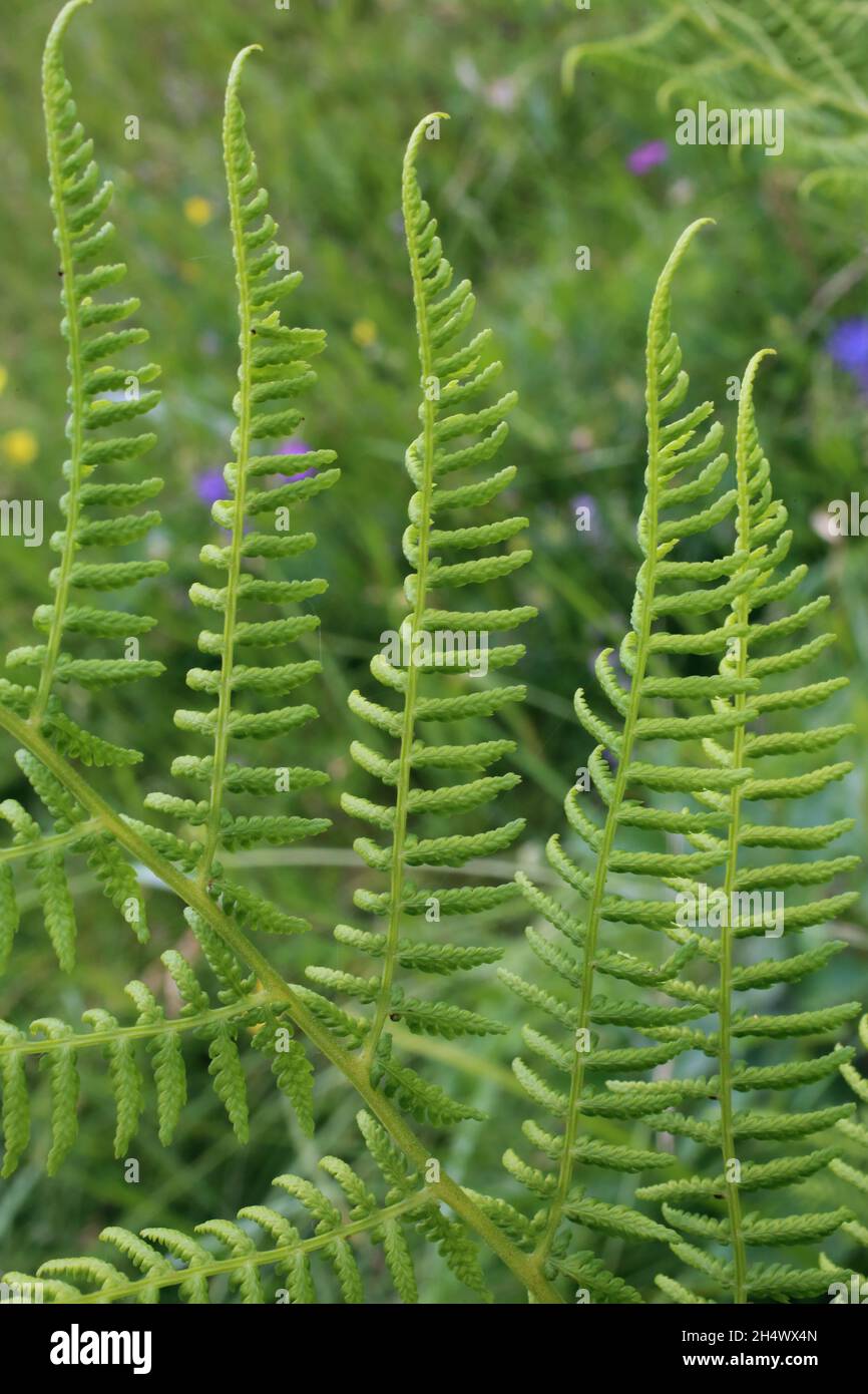 Lady fern plants hi-res stock photography and images - Alamy