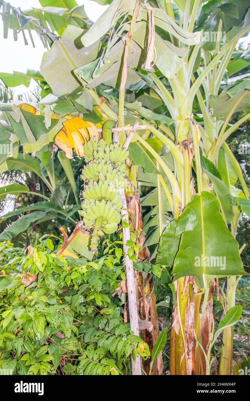 Banana plants in the wild Stock Photo - Alamy