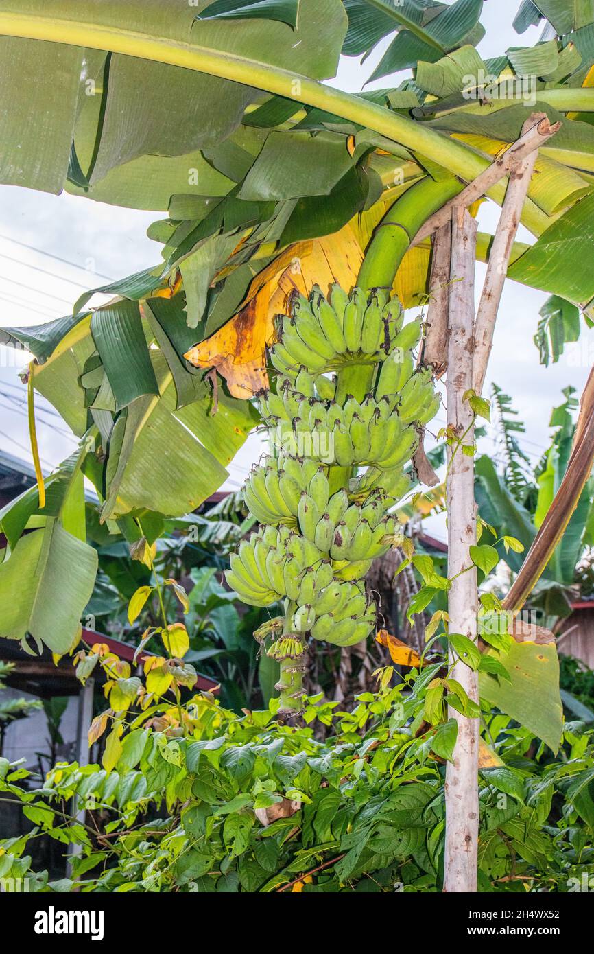 Banana plants in the wild Stock Photo - Alamy