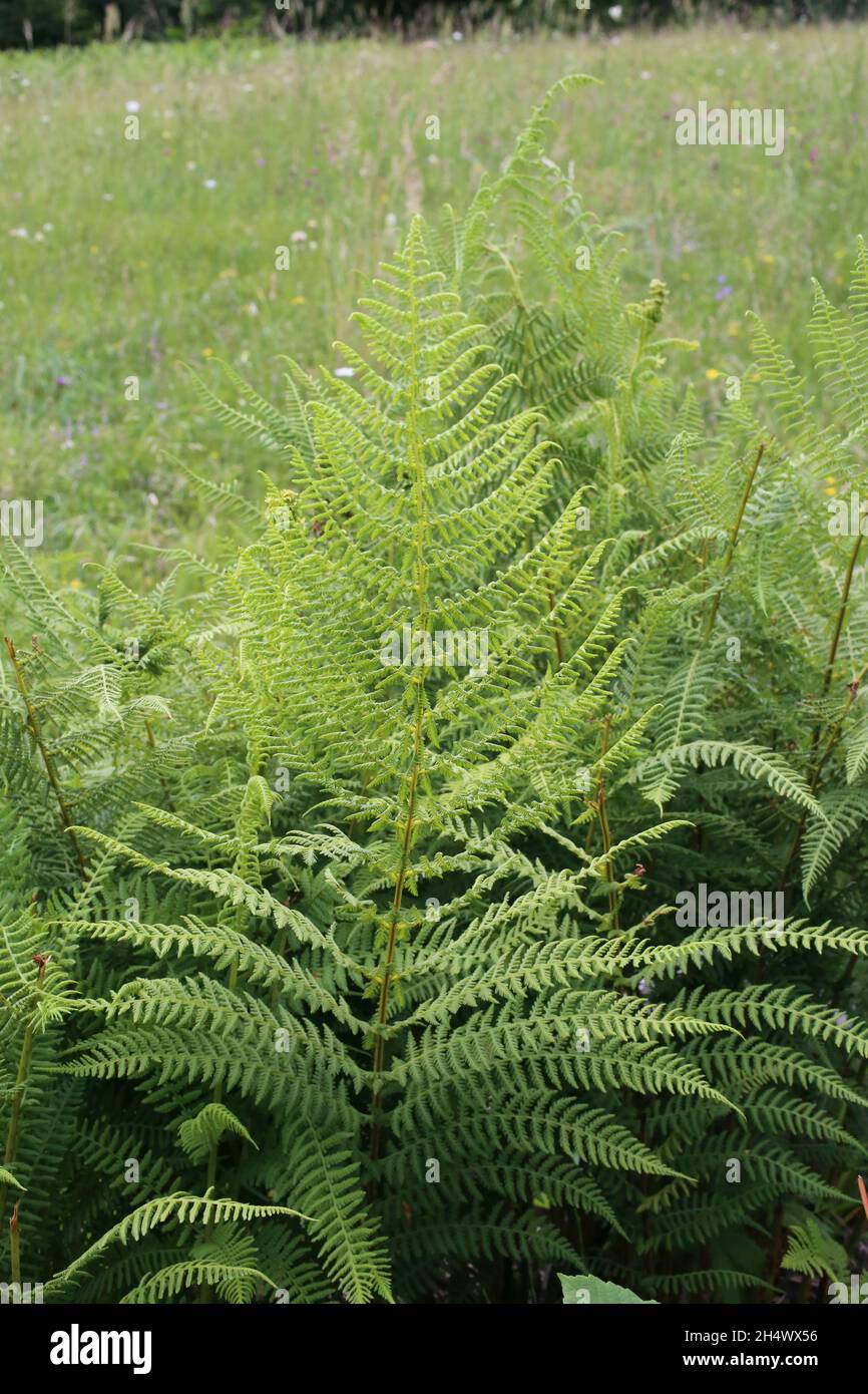 Athyrium filix-femina, Lady-fern, Athyriaceae. Wild plant shot in ...