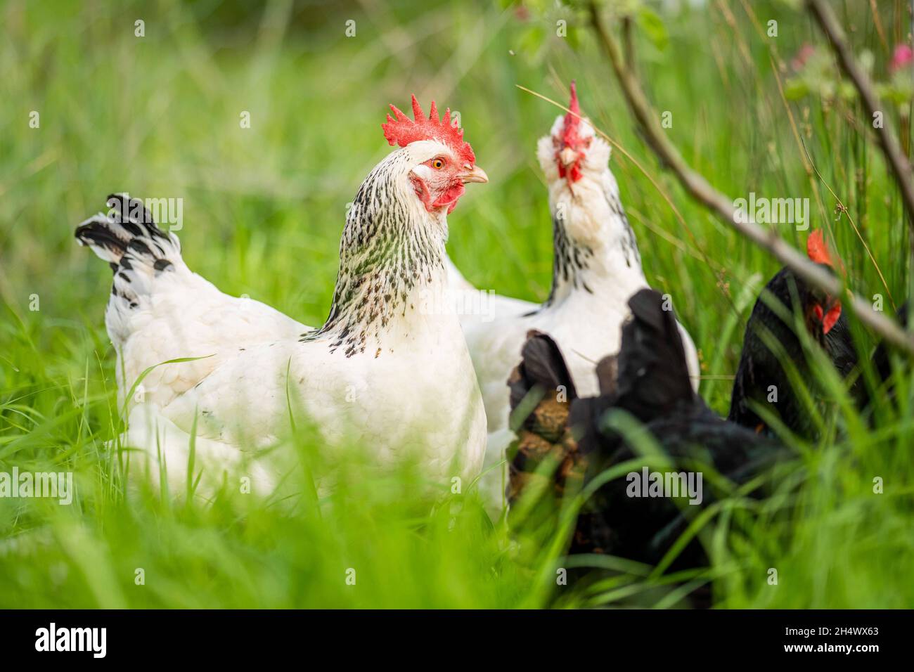 Chickens, hens and chooks, grazing and eating grass, on a free range ...