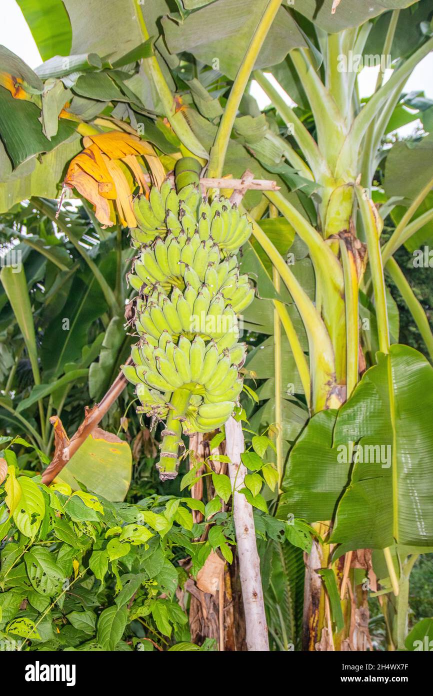 Banana plants in the wild Stock Photo - Alamy