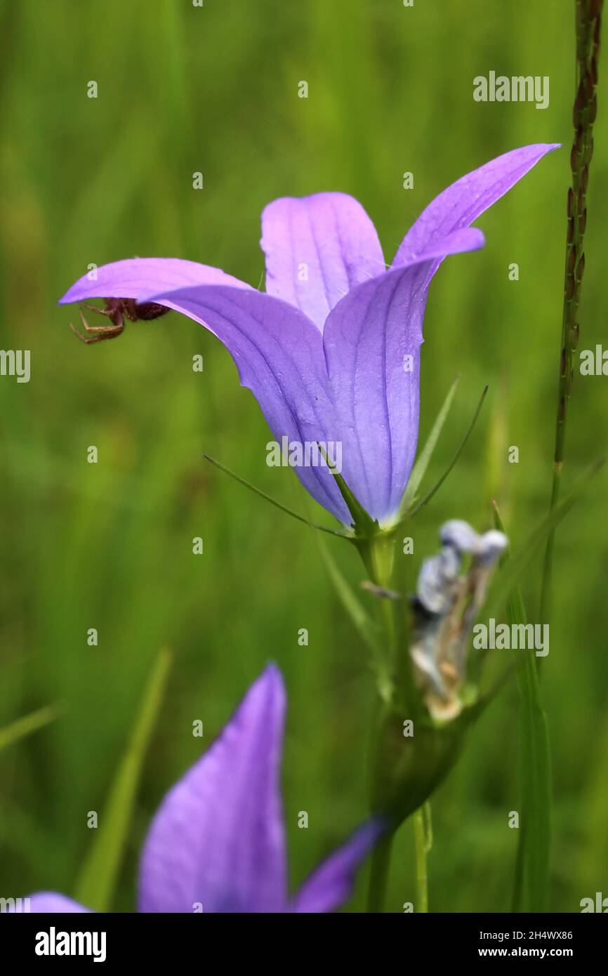 Campanula patula, Spreading Bellflower, Campanulaceae. Wild plant shot ...