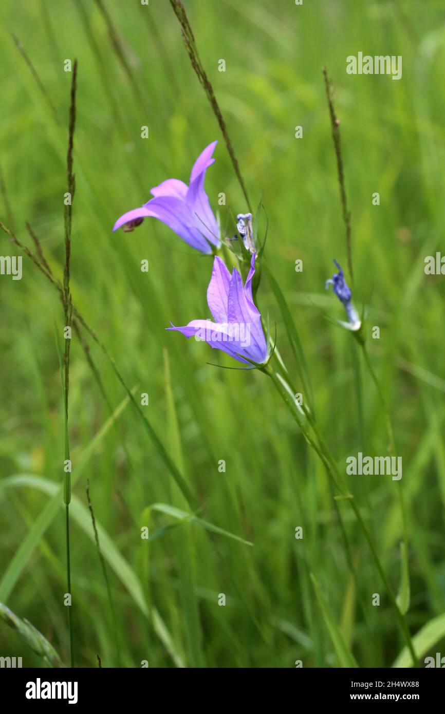 Campanula patula, Spreading Bellflower, Campanulaceae. Wild plant shot ...