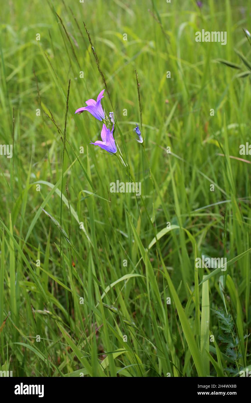 Campanula patula, Spreading Bellflower, Campanulaceae. Wild plant shot ...