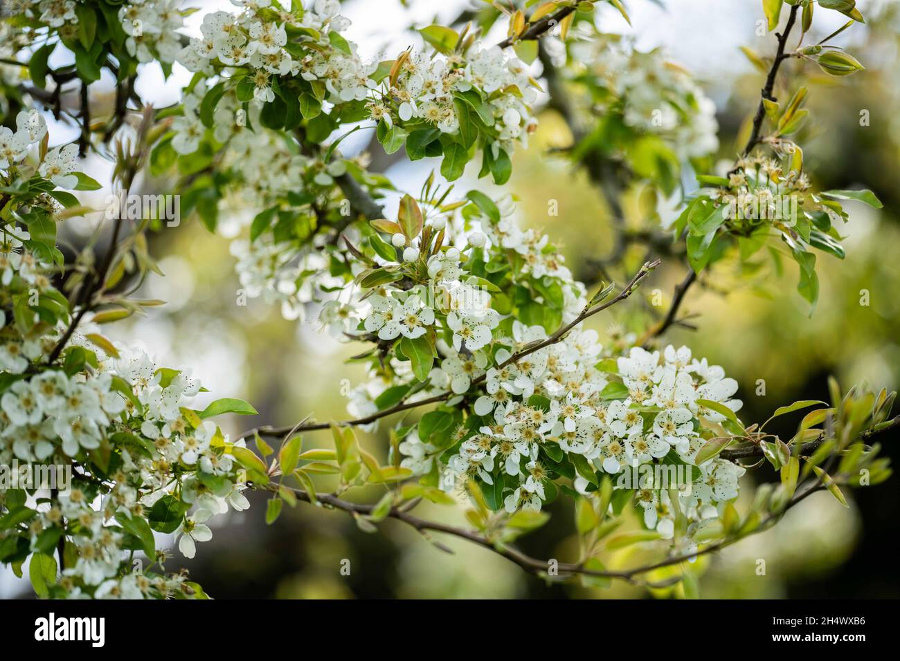 Blossom on flowers, on apple fruit trees in spring, in Australia. with ...