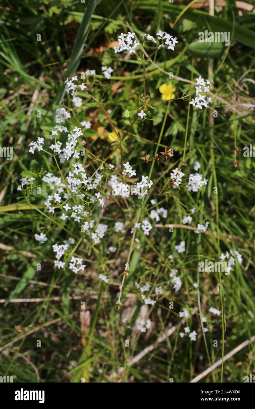Galium palustre, Marsh Bedstraw, Rubiaceae. Wild plant shot in summer ...