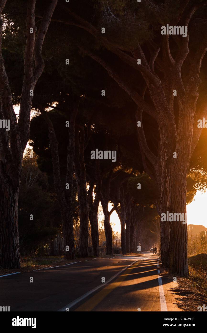 Tree lined street in rome hi-res stock photography and images - Alamy