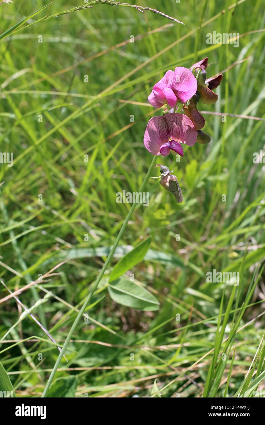 Lathyrus latifolius, Broad-leaved Everlasting Pea, Fabaceae. Wild plant ...