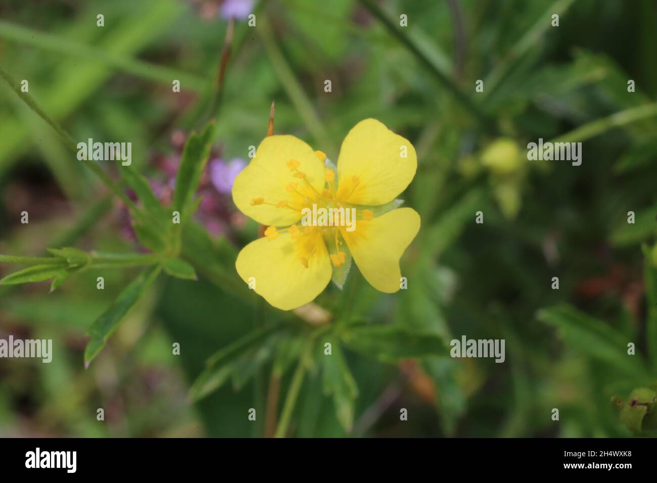 Botany rosaceae common hi-res stock photography and images - Alamy