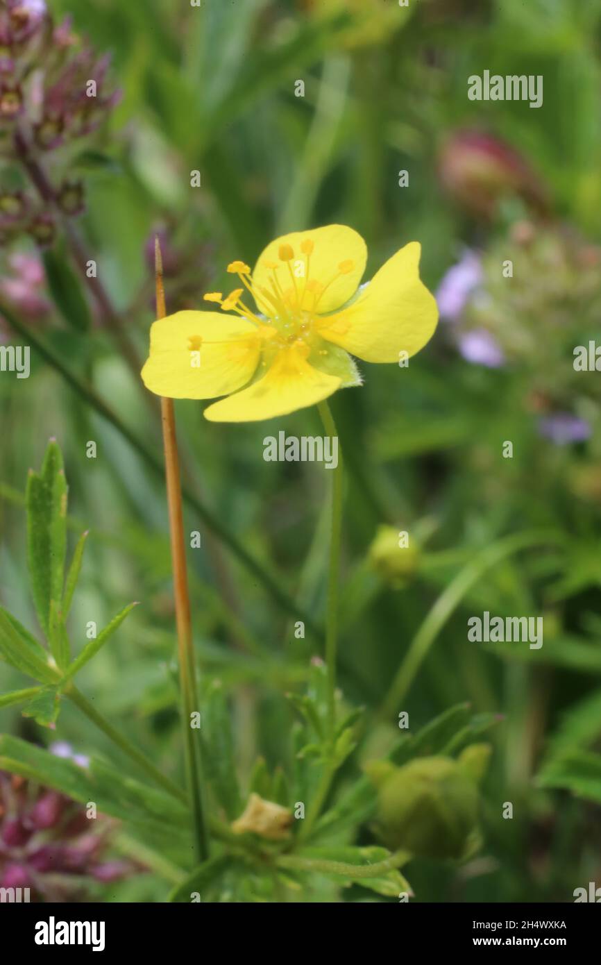Potentilla erecta, Common Tormentil, Rosaceae. Wild plant shot in ...