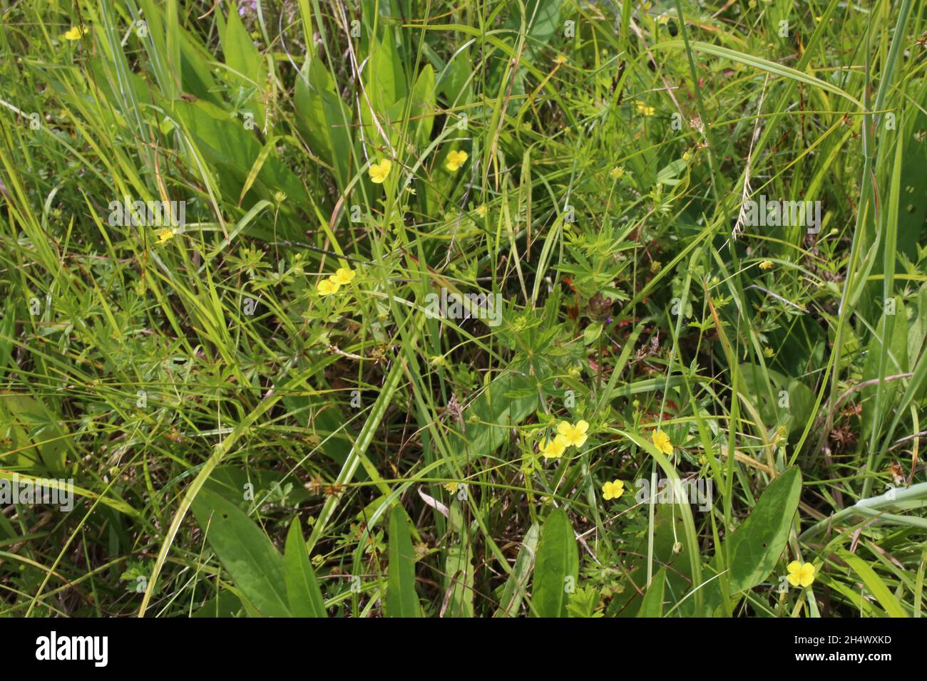 Potentilla erecta, Common Tormentil, Rosaceae. Wild plant shot in ...