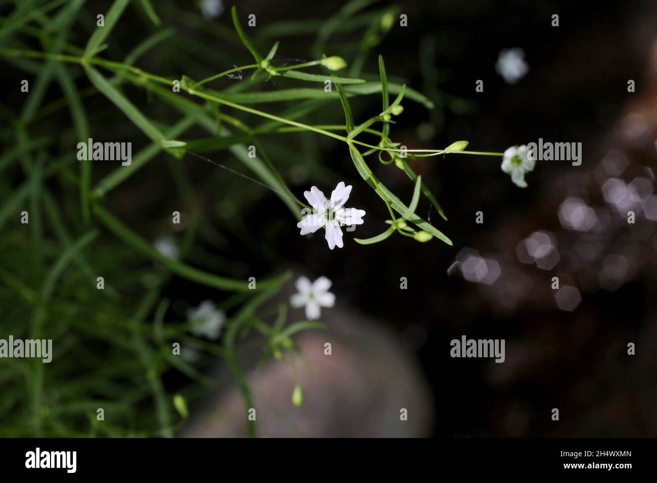 Silene pusilla, Caryophyllaceae. Wild plant shot in summer Stock Photo ...
