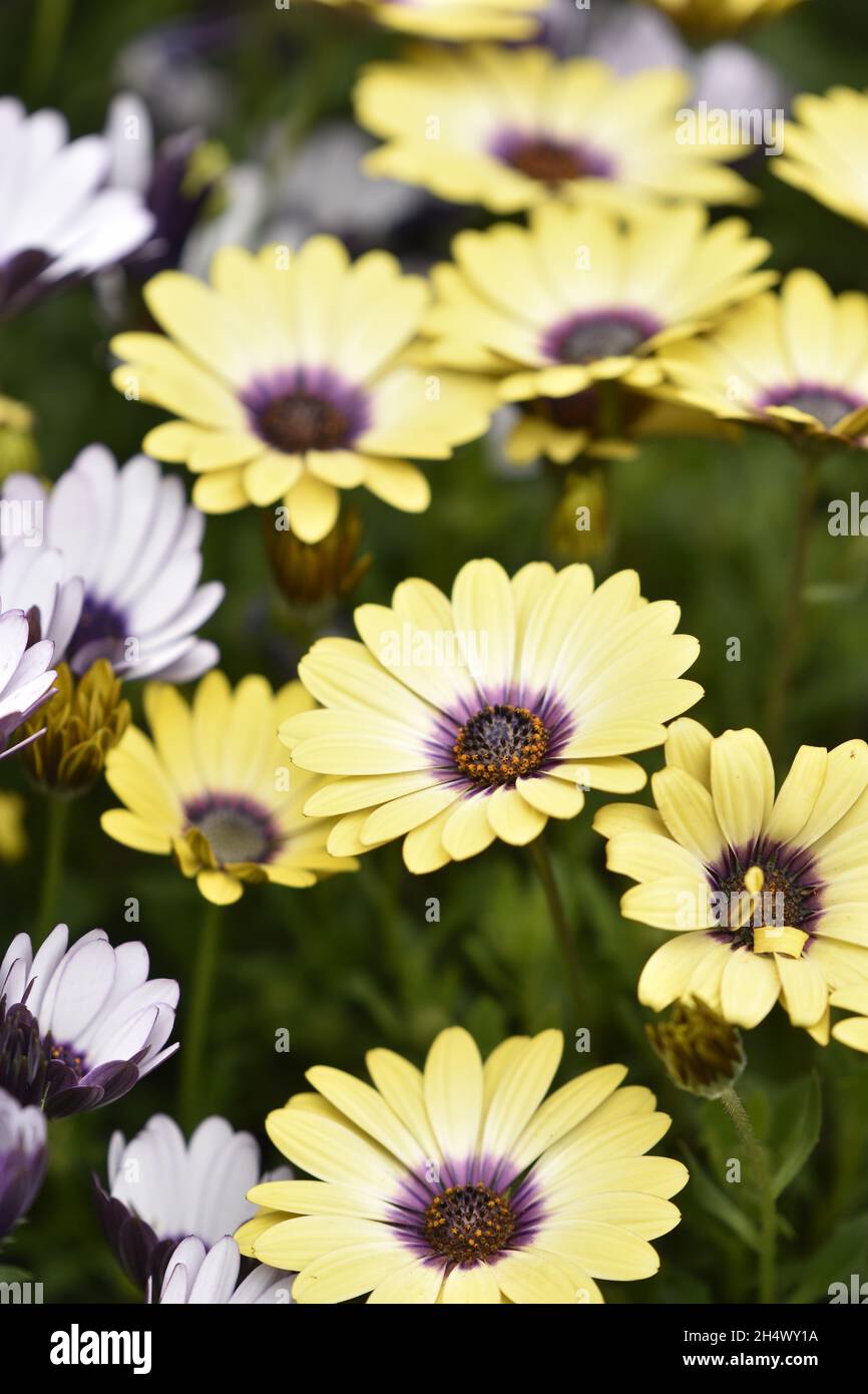 Closeup of beautiful african daisies in a garden Stock Photo - Alamy