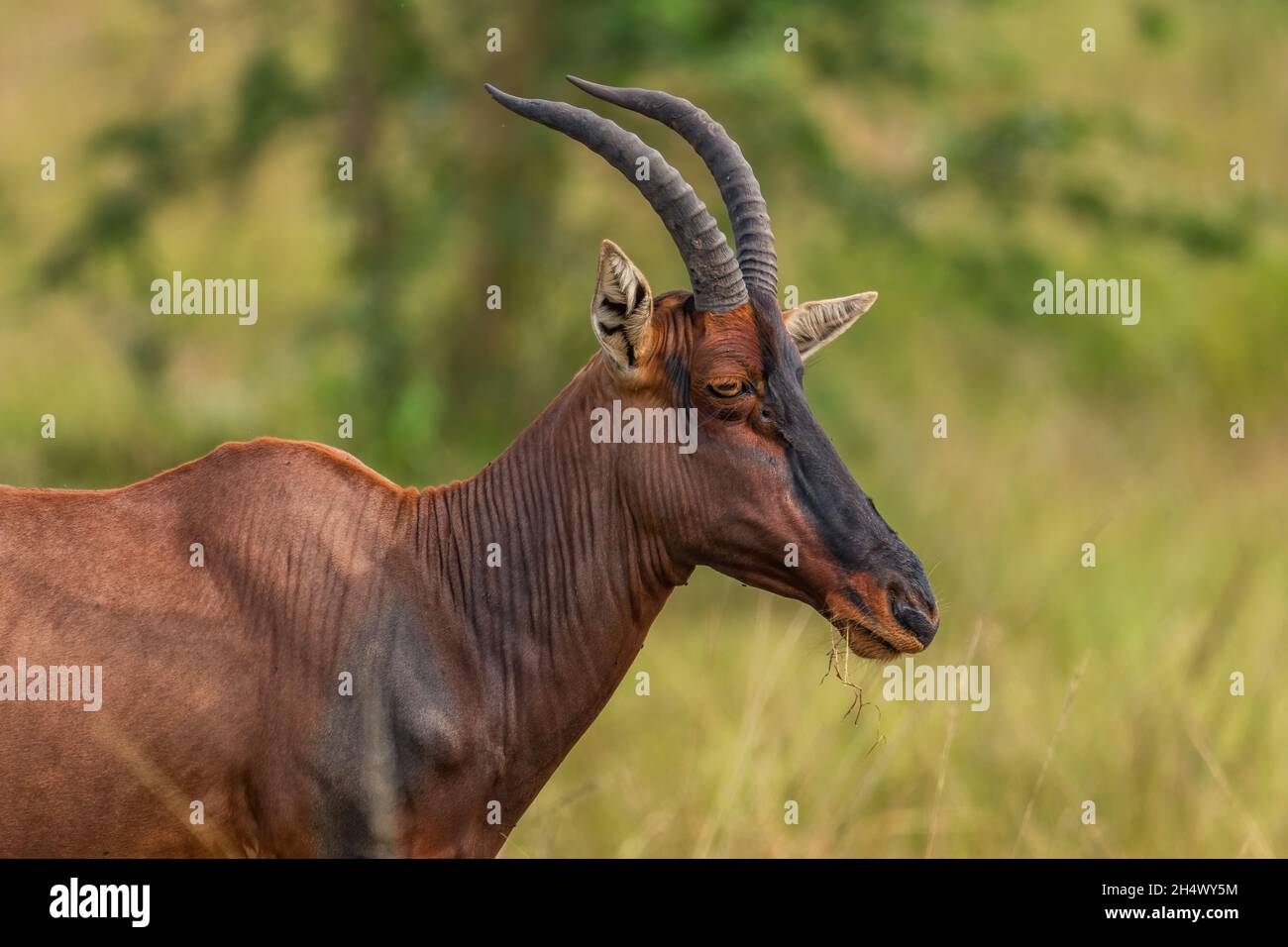 Topi antelope - Damaliscus lunatus, beautiful large antelope from ...