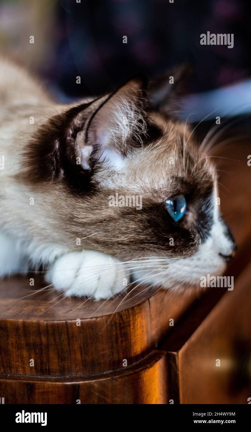 Vertical closeup of snowshoe cat Stock Photo - Alamy