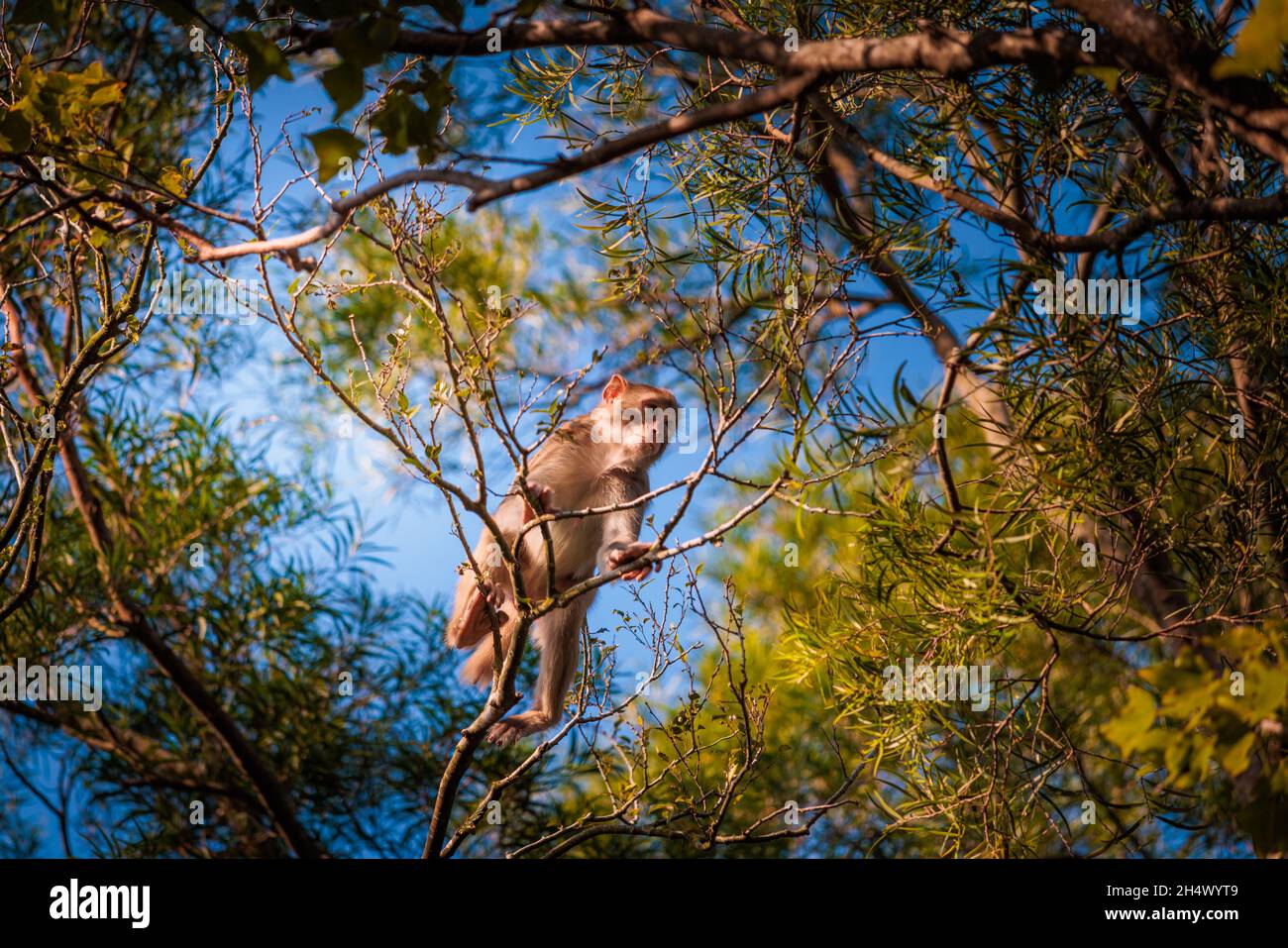 Young monkey climbing on a tree, Lion Rock, country park in Hong Kong ...