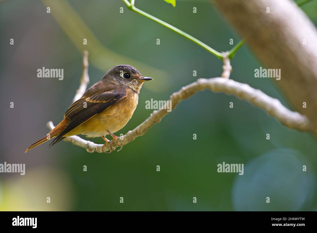 Blyth's paradise flycatcher hi-res stock photography and images - Alamy