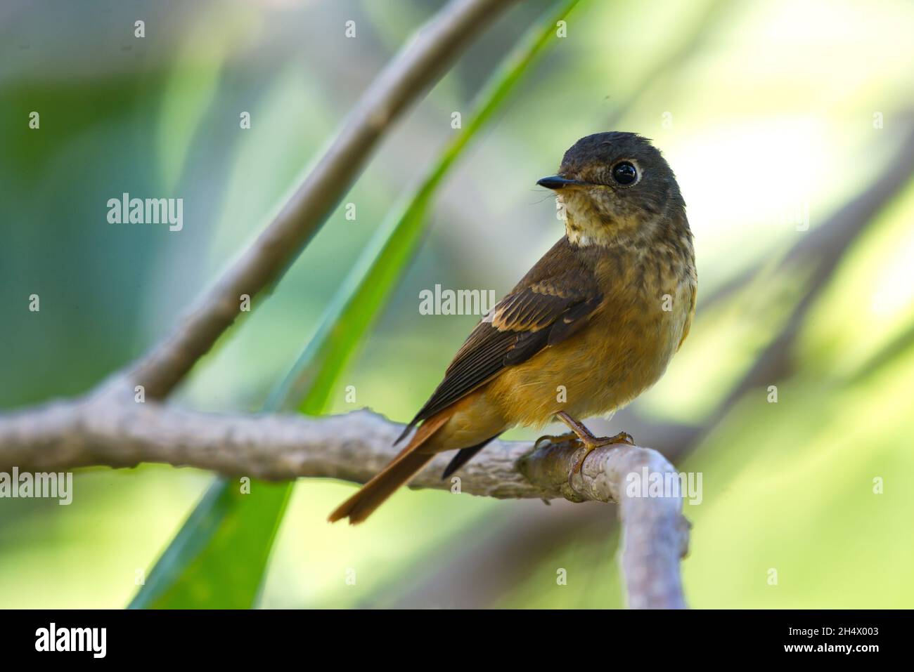 Flycatchers of Thailand Stock Photo - Alamy