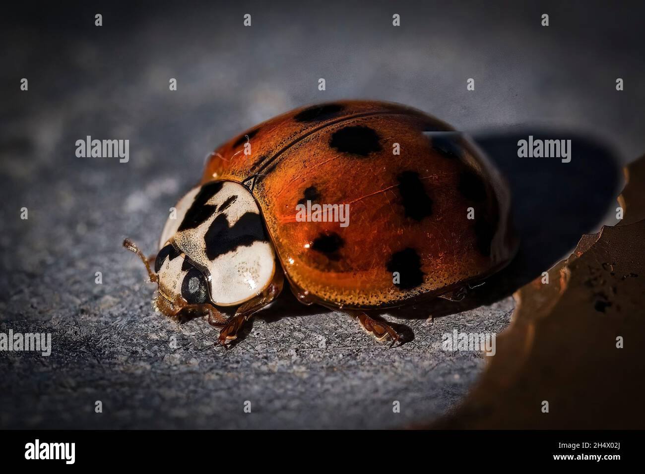 ladybug under the sun Stock Photo - Alamy