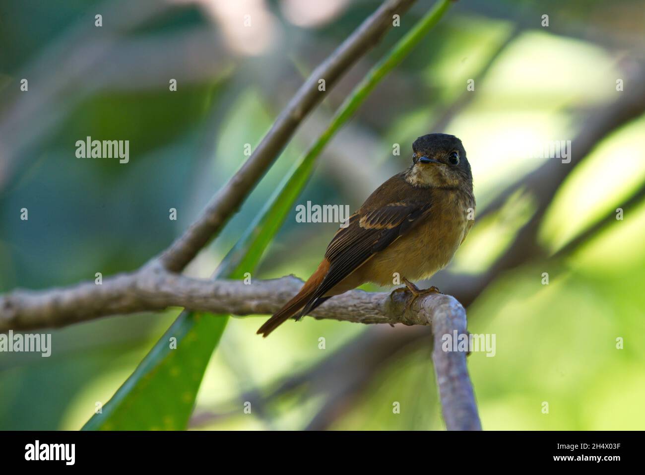 Blyth's paradise flycatcher hi-res stock photography and images - Alamy