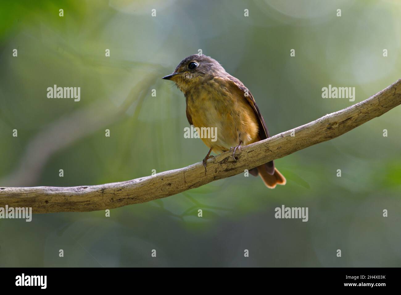 Flycatchers of Thailand Stock Photo - Alamy