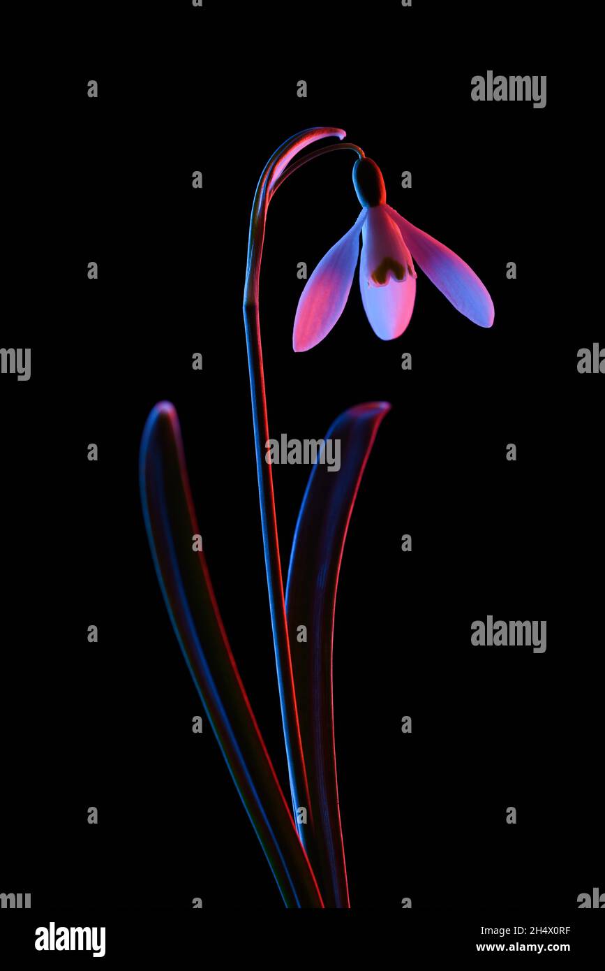 Snowdrop in pink and blue neon light isolated on black background Stock ...