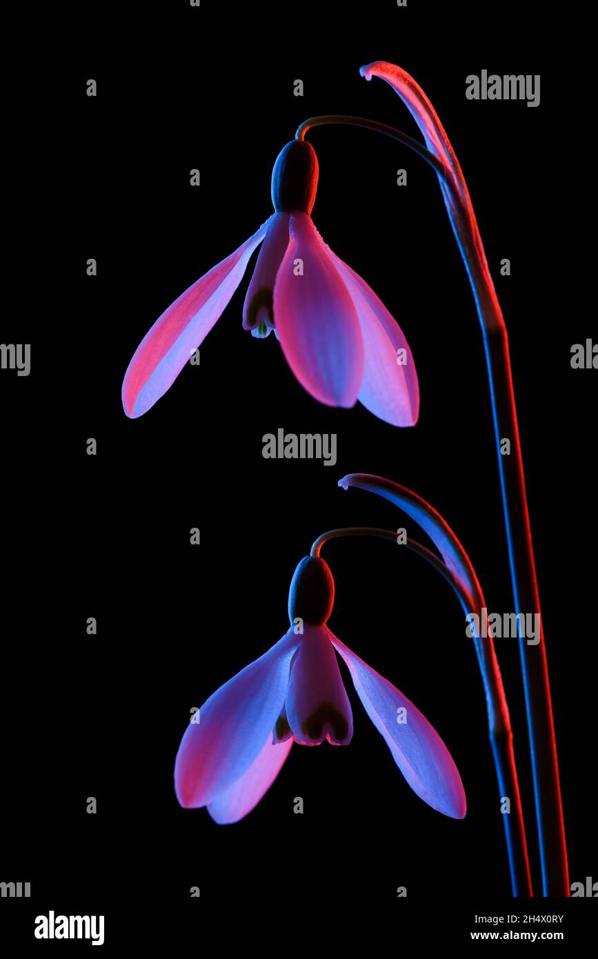 Snowdrops in pink and blue neon light, isolated on black background ...