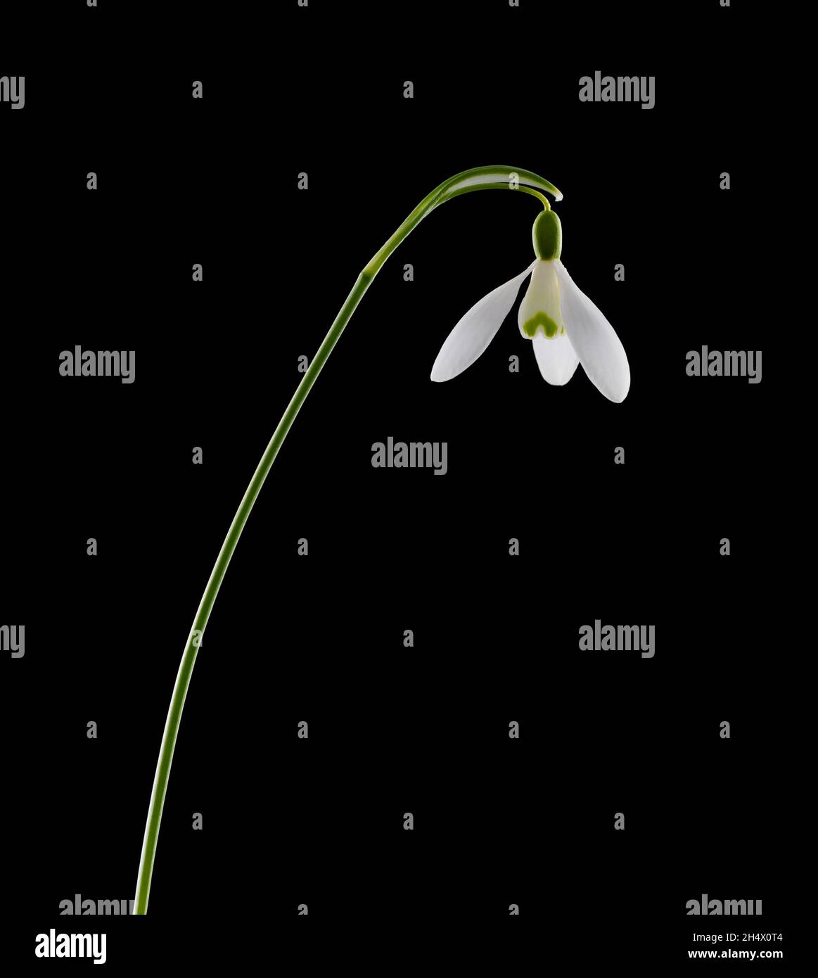 Spring Snowdrop isolated on black background Stock Photo - Alamy
