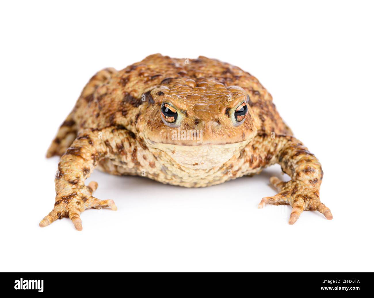 Big common toad isolated on white background Stock Photo - Alamy