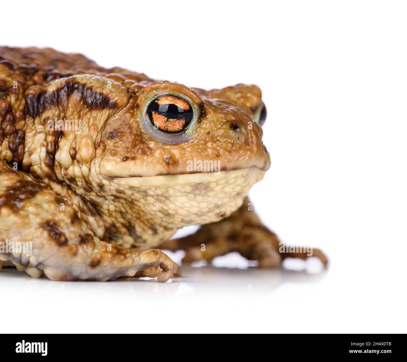 Big common toad isolated on white background Stock Photo - Alamy