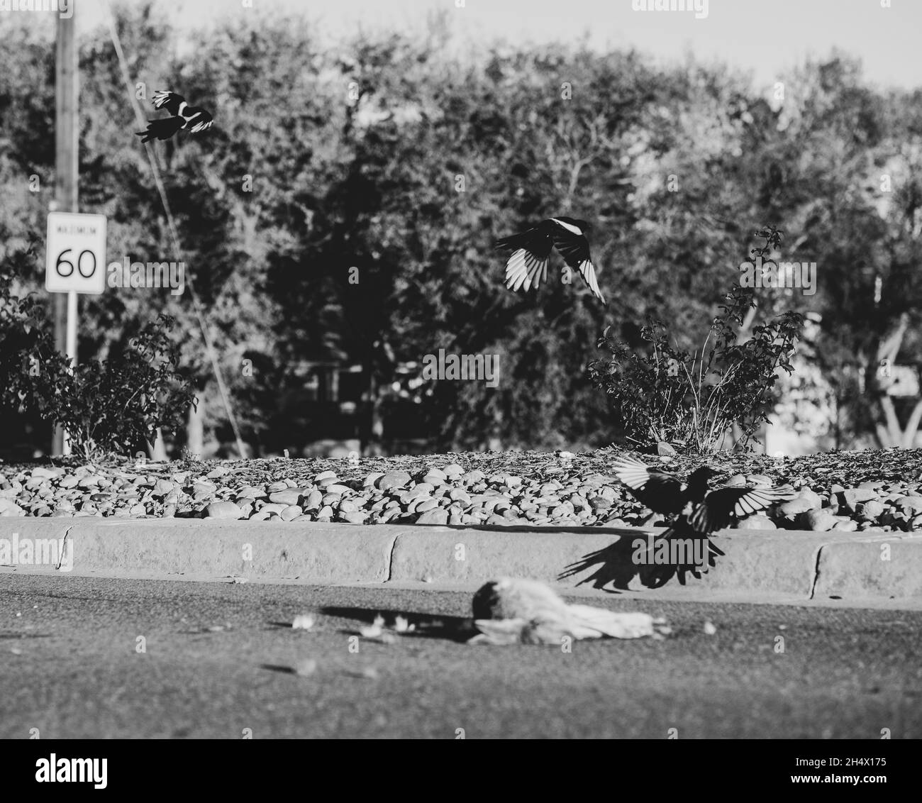 Flying away Black and White Stock Photos & Images - Alamy