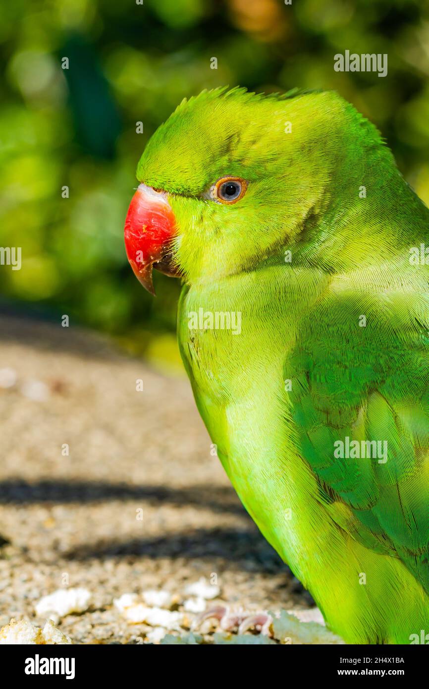 Kramers red hi-res stock photography and images - Alamy