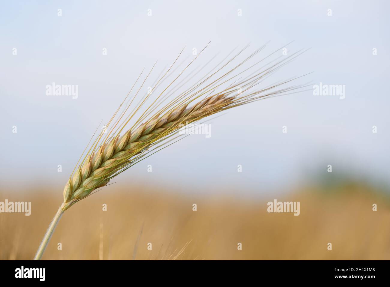 Barley spike with hi-res stock photography and images - Alamy