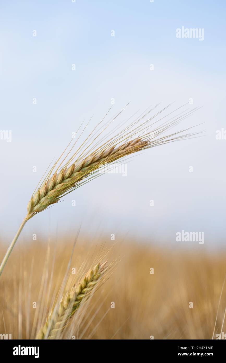 One barley spike hi-res stock photography and images - Alamy