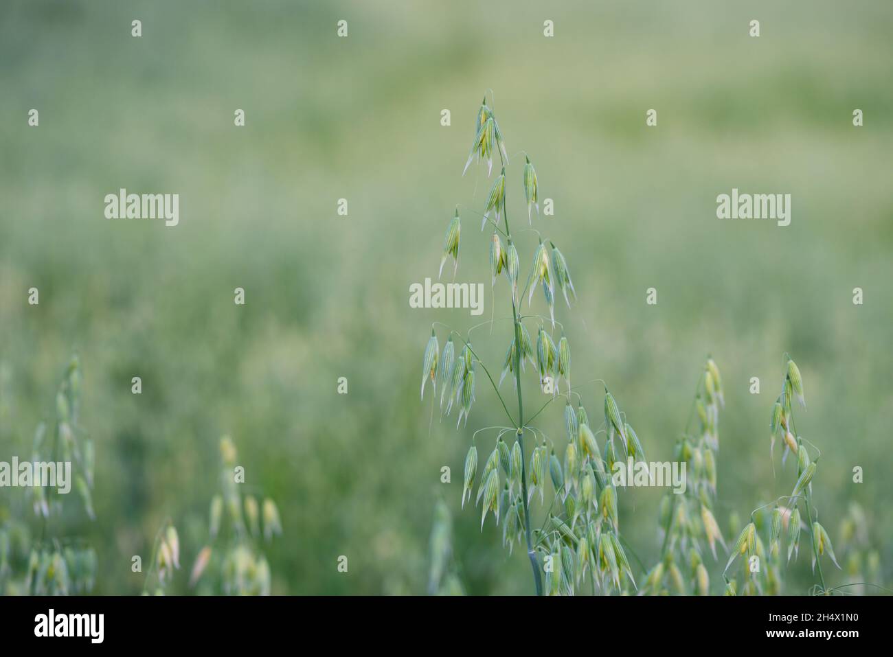 Ear oats in oat field hi-res stock photography and images - Alamy