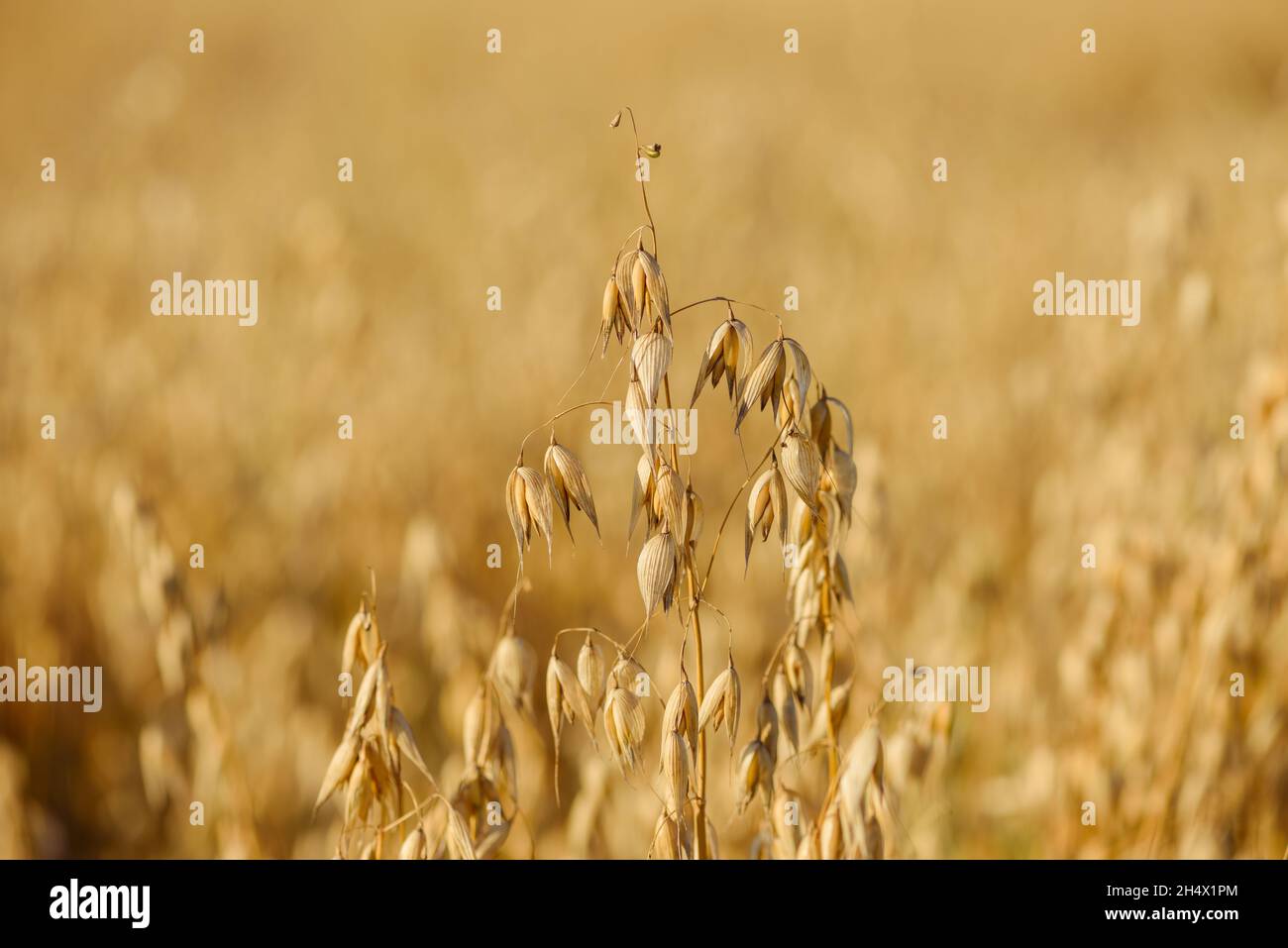 Cultivated golden ripe common oat cereal grain field Stock Photo - Alamy