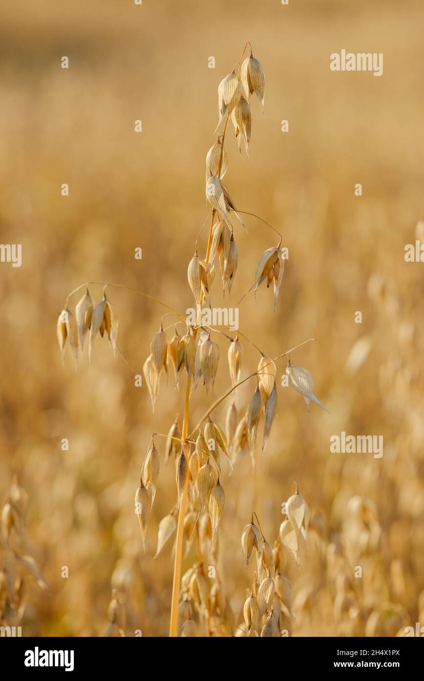 Cultivated golden ripe common oat cereal grain field Stock Photo - Alamy