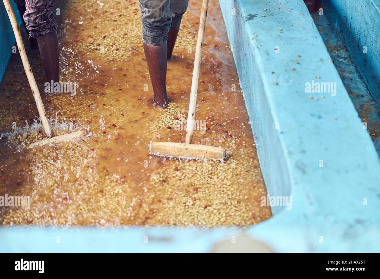 African workers are washing coffee at production center Stock Photo - Alamy