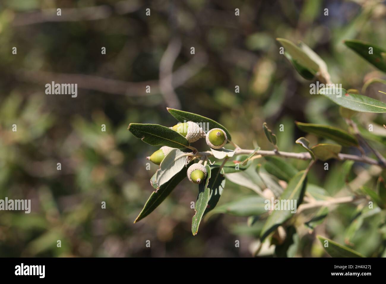 Closeup shot of green oak acorns on an evergreen oak tree Stock Photo ...