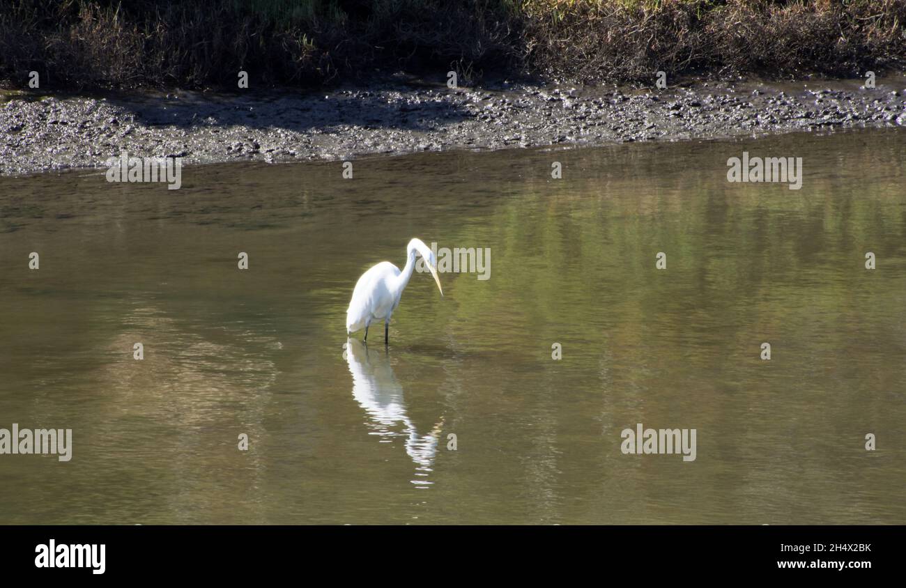 Great egret hunting in a lake Stock Photo - Alamy