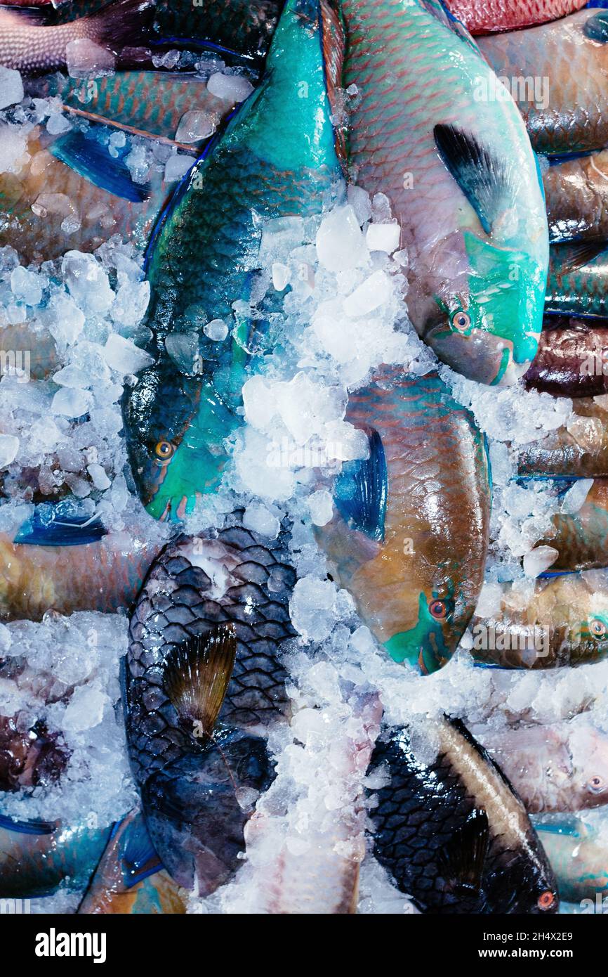 HURGHADA, EGYPT - OCTOBER 31, 2021 - Fish are laid out on the ice at a ...