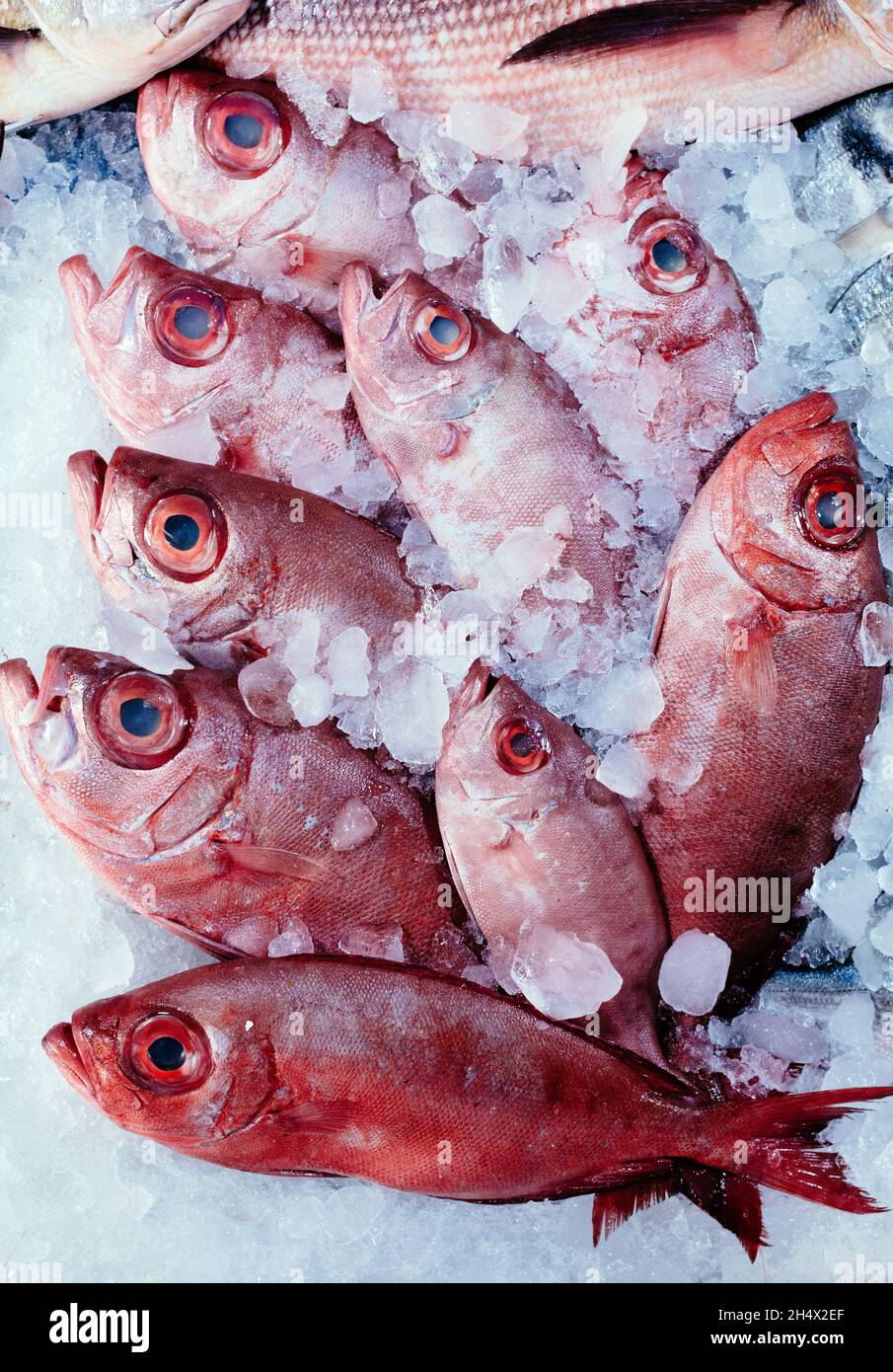 HURGHADA, EGYPT - OCTOBER 31, 2021 - Fish are laid out on the ice at a ...