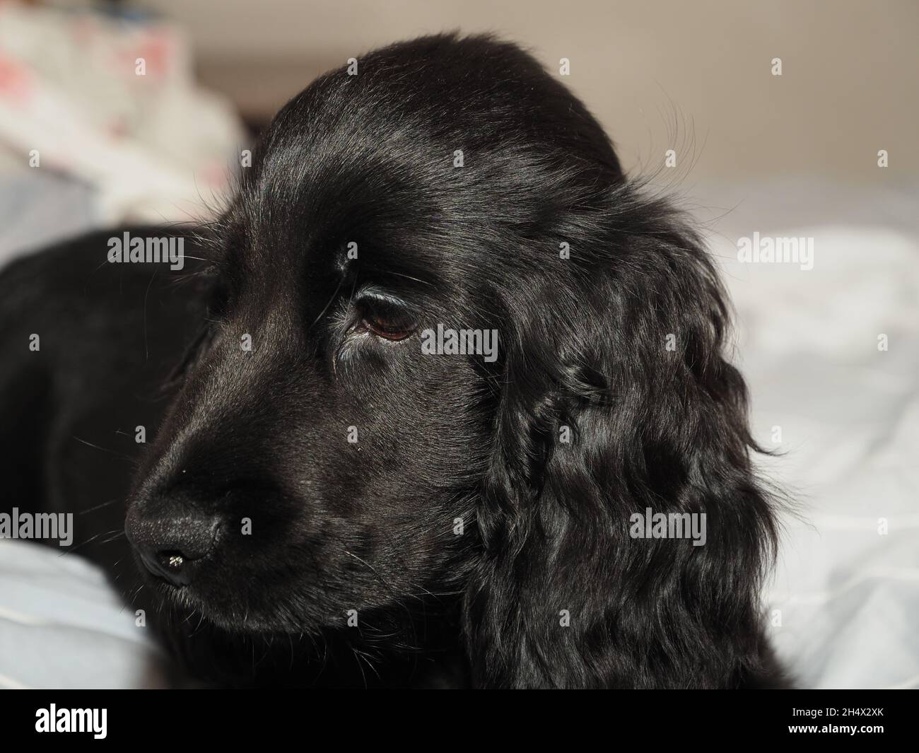 Child and cocker spaniel hi-res stock photography and images - Alamy