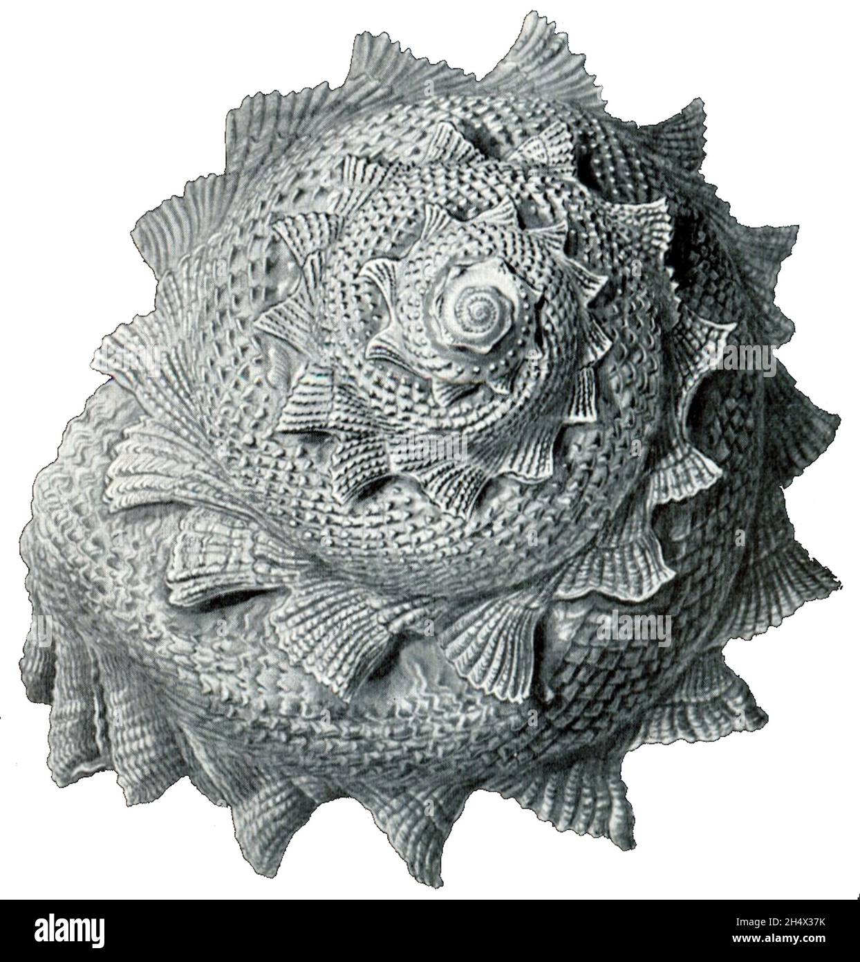 About The Asteroid Astraea